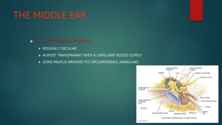 ANATOMY OF THE HUMAN EAR & Related (2024).pptx