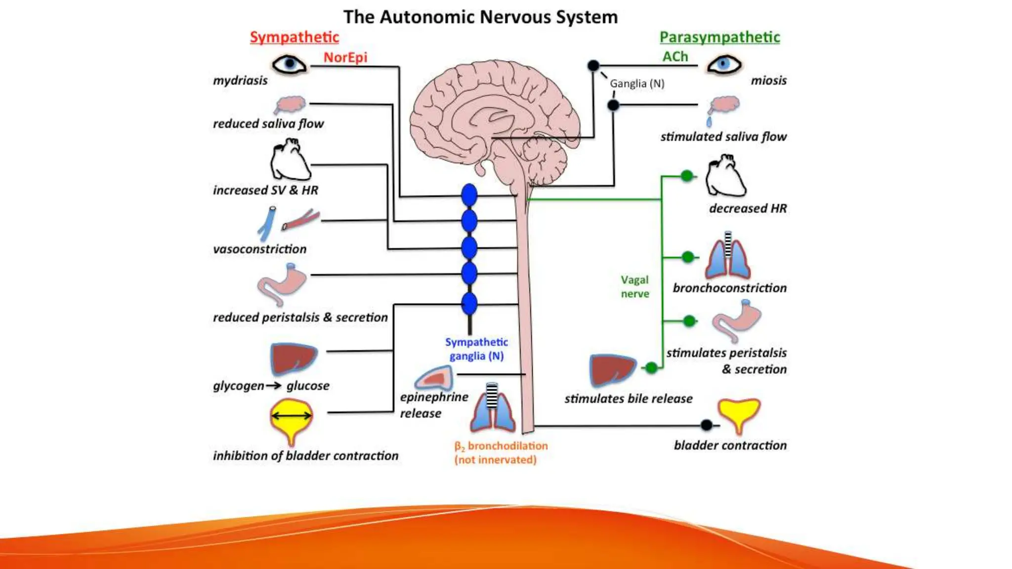 Overview of the Nervous System and Its Divisions | PPTX