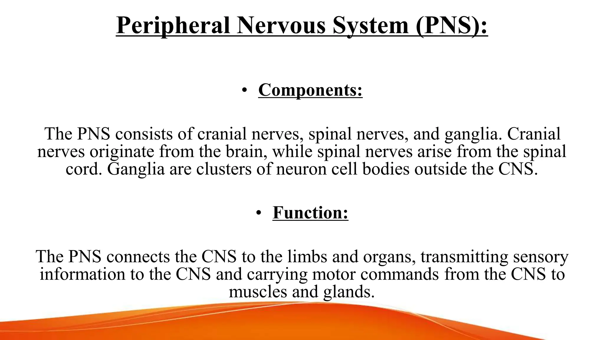 Overview of the Nervous System and Its Divisions | PPTX