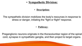 Overview of the Nervous System and Its Divisions | PPTX