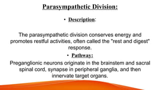 Overview of the Nervous System and Its Divisions | PPTX