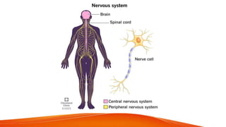 Overview of the Nervous System and Its Divisions | PPTX