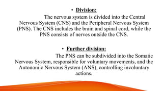 Overview of the Nervous System and Its Divisions | PPTX