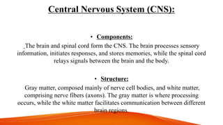 Overview of the Nervous System and Its Divisions | PPTX