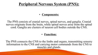 Overview of the Nervous System and Its Divisions | PPTX