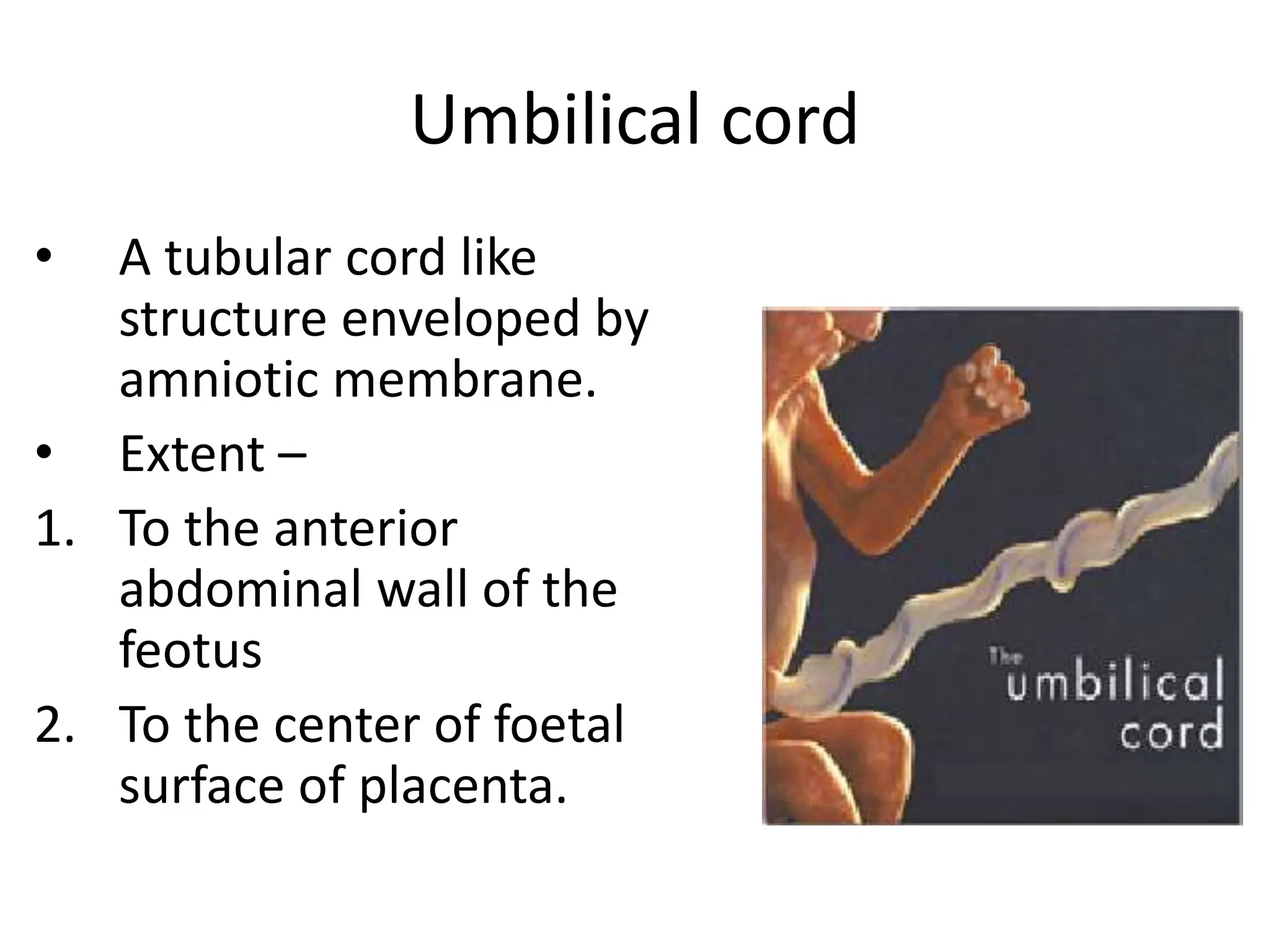 8.Formation & features of umbilical cord, amniotic.ppt