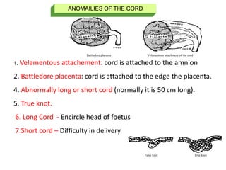 8.Formation & features of umbilical cord, amniotic.ppt