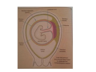8.Formation & features of umbilical cord, amniotic.ppt