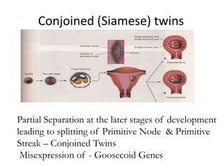 8.Formation & features of umbilical cord, amniotic.ppt
