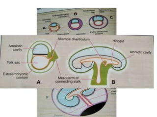 8.Formation & features of umbilical cord, amniotic.ppt
