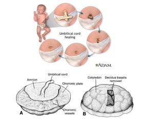 8.Formation & features of umbilical cord, amniotic.ppt