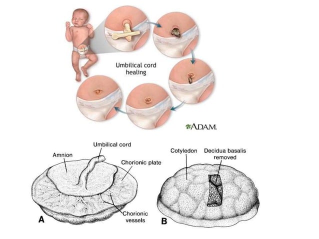 8.Formation & features of umbilical cord, amniotic.ppt