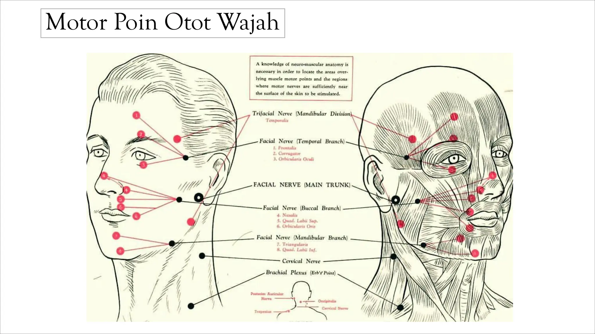 Materi Elektroterapi Fisioterapi Interrupted Galvanic (Exponential) Current | PPT