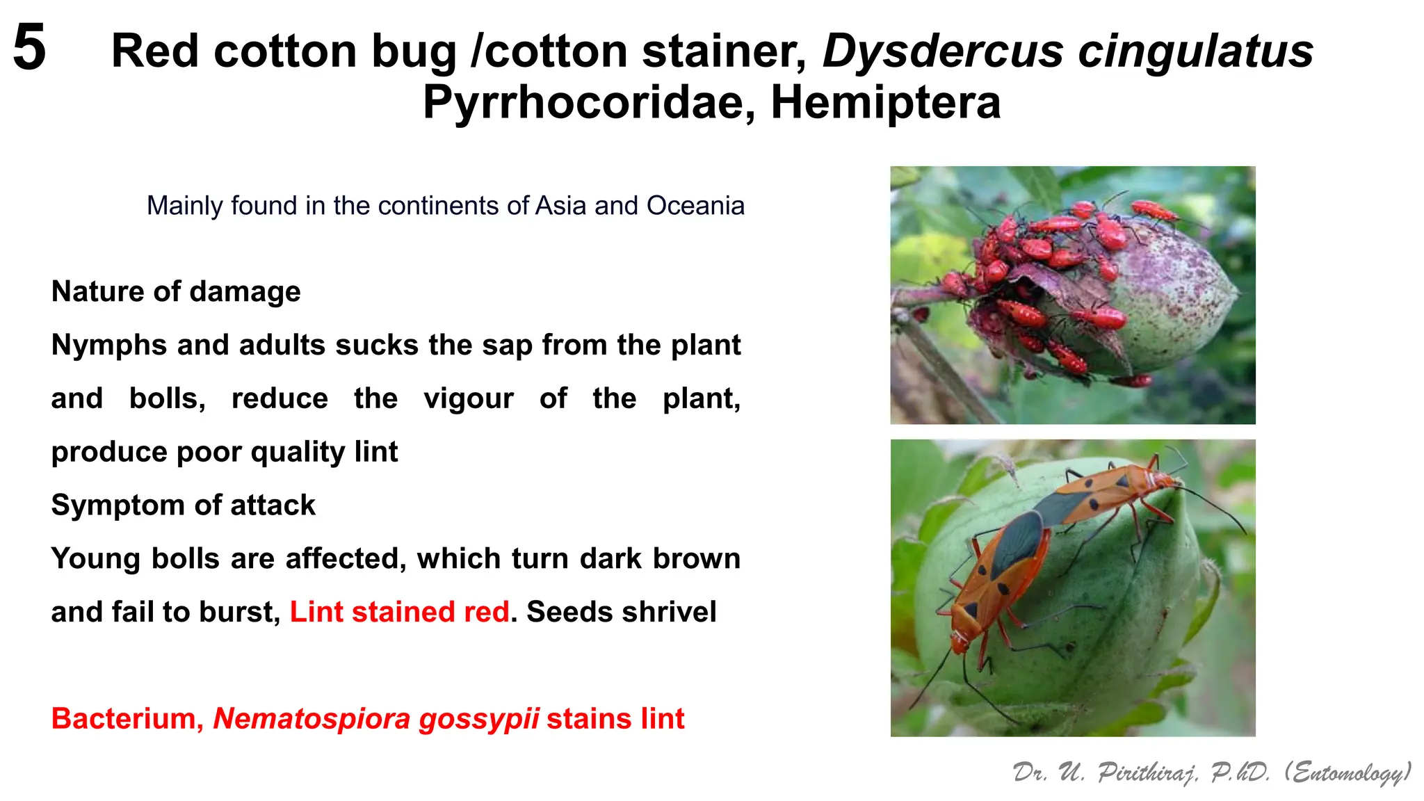Pests of cotton_Sucking_Pests_Dr.UPR.pdf
