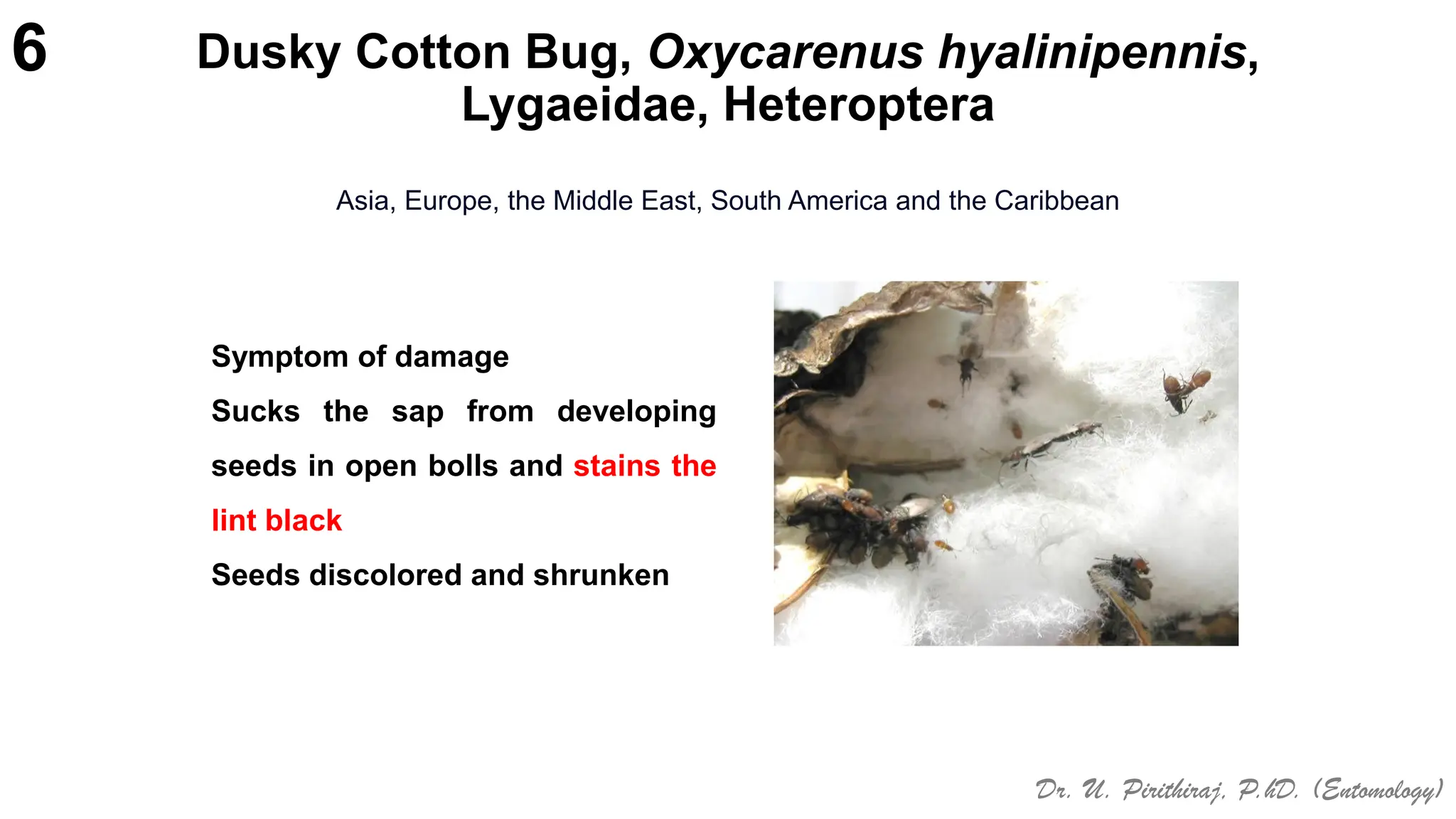 Pests of cotton_Sucking_Pests_Dr.UPR.pdf