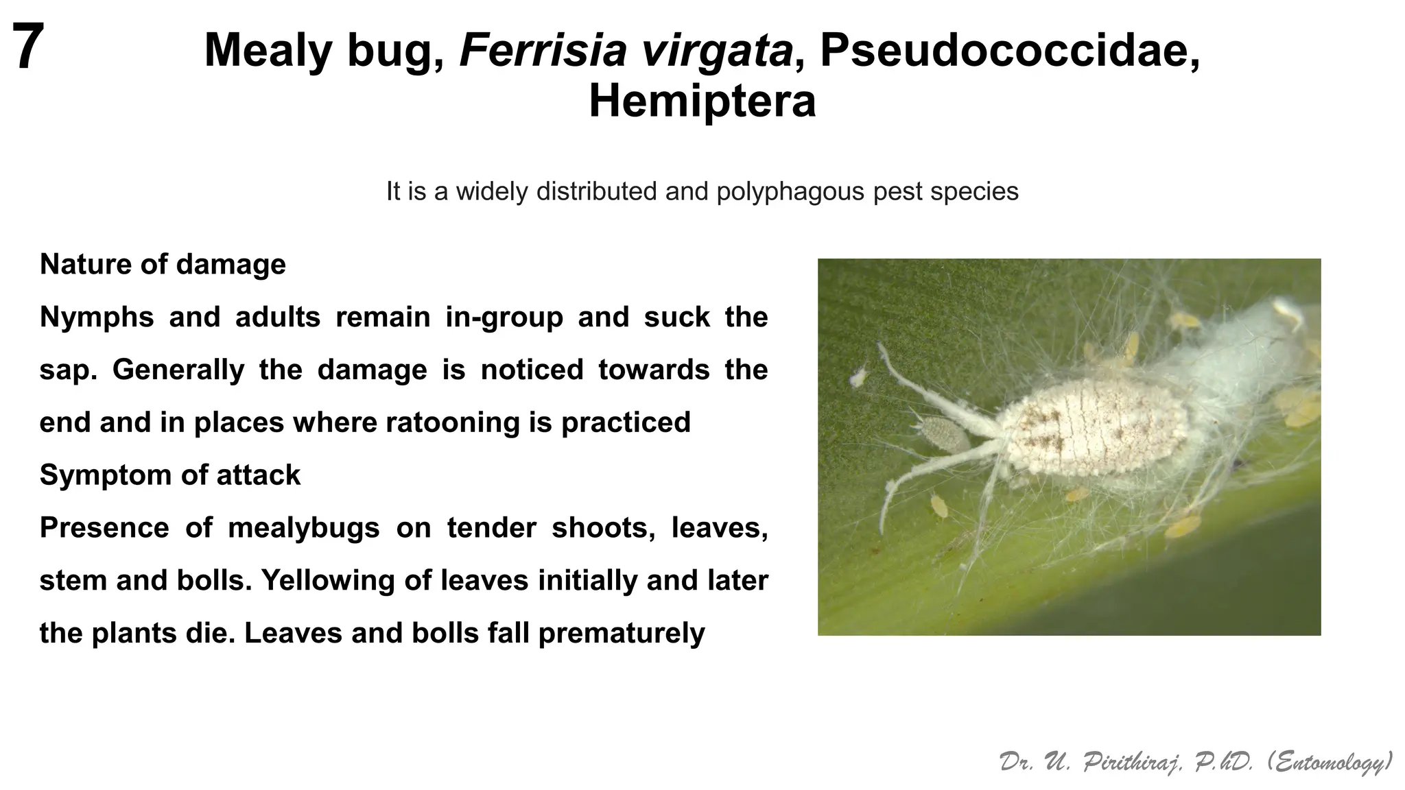 Pests of cotton_Sucking_Pests_Dr.UPR.pdf