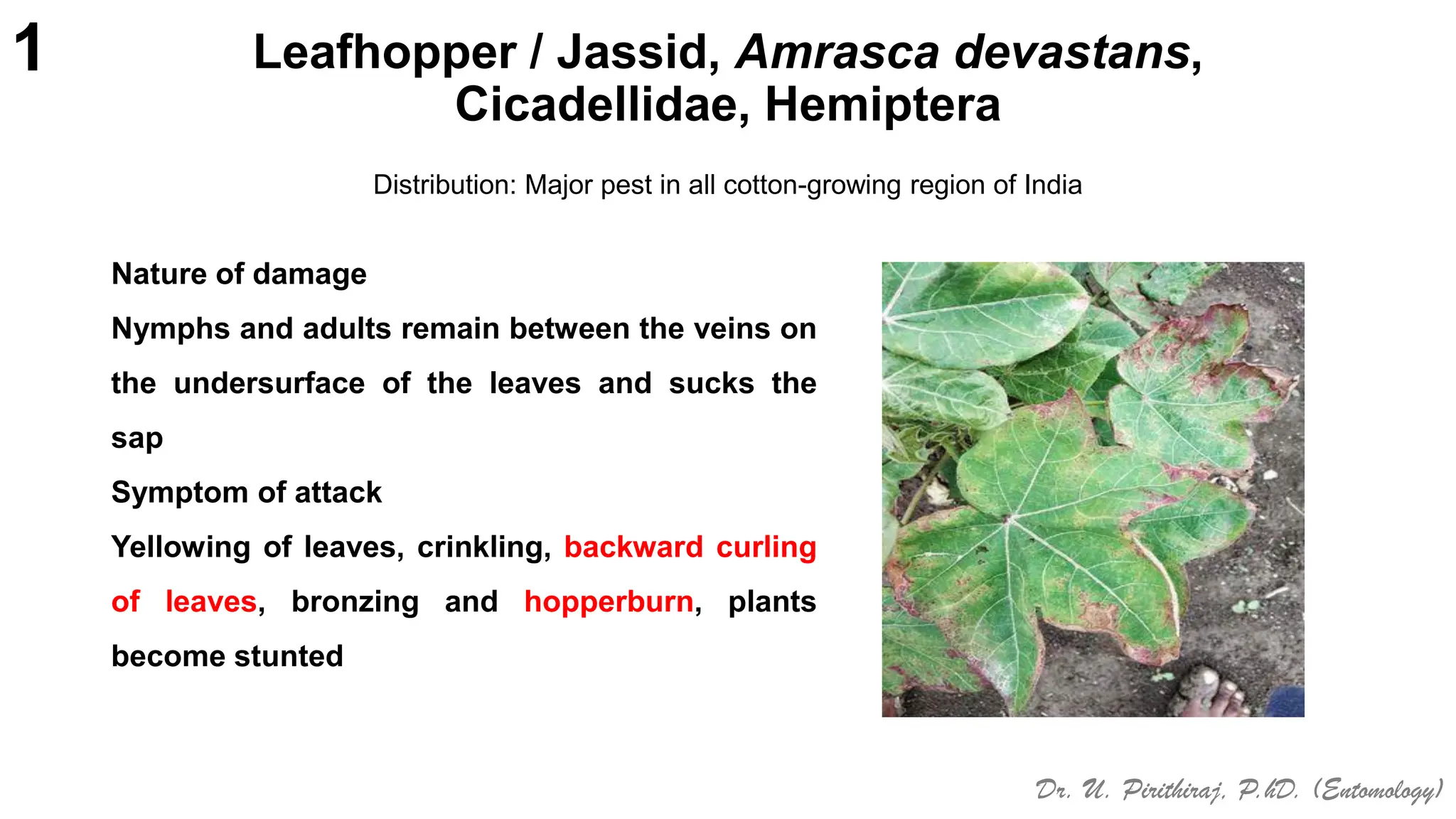 Pests of cotton_Sucking_Pests_Dr.UPR.pdf