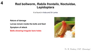 Pests of cotton_Borer_Pests_Binomics_Dr.UPR.pdf