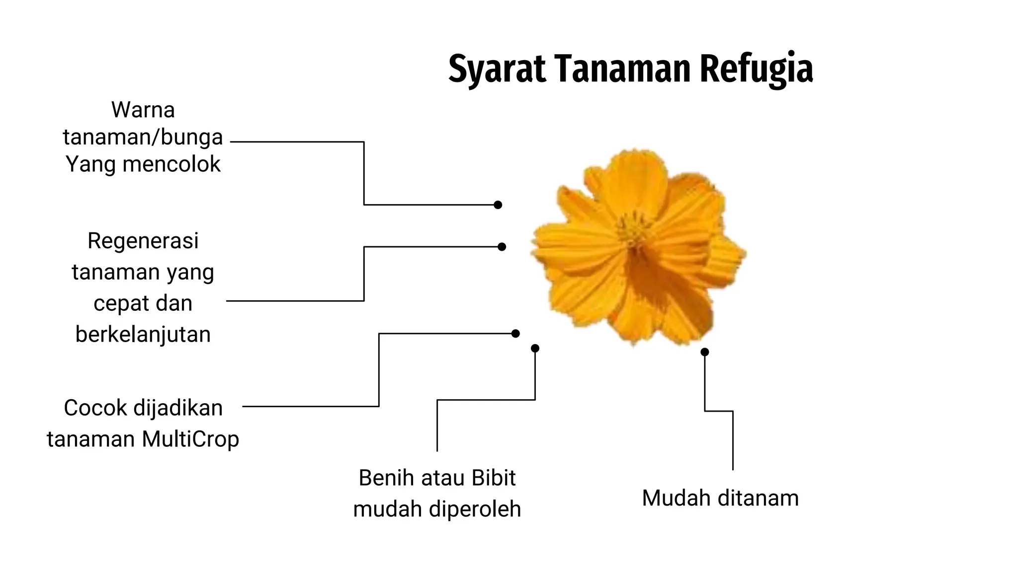8. Tanaman Refugia dapat menjadi rumah bagi musuh alami.pptx