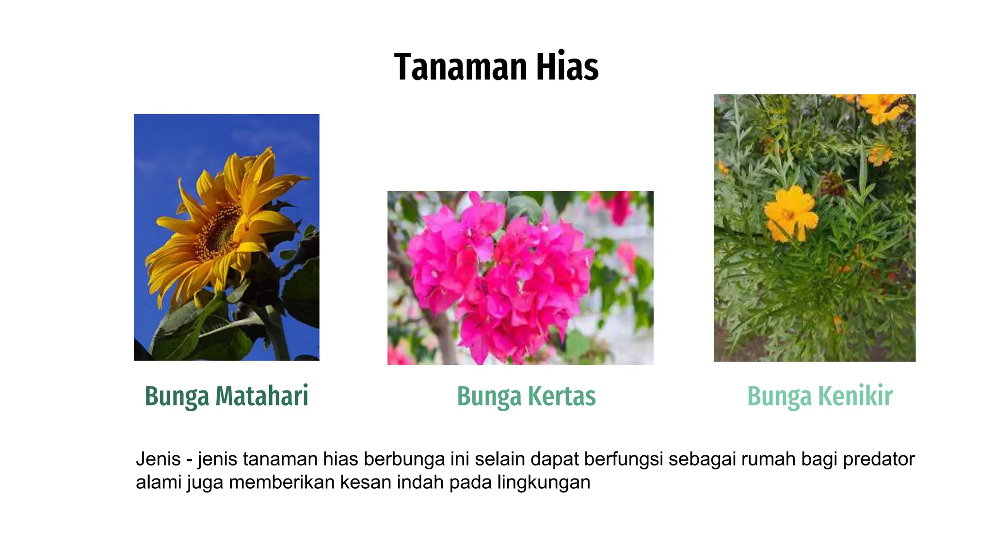 8. Tanaman Refugia dapat menjadi rumah bagi musuh alami.pptx