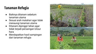 8. Tanaman Refugia dapat menjadi rumah bagi musuh alami.pptx