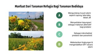 8. Tanaman Refugia dapat menjadi rumah bagi musuh alami.pptx