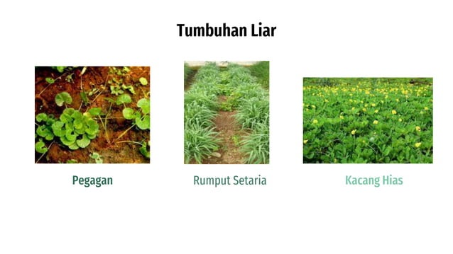 8. Tanaman Refugia dapat menjadi rumah bagi musuh alami.pptx