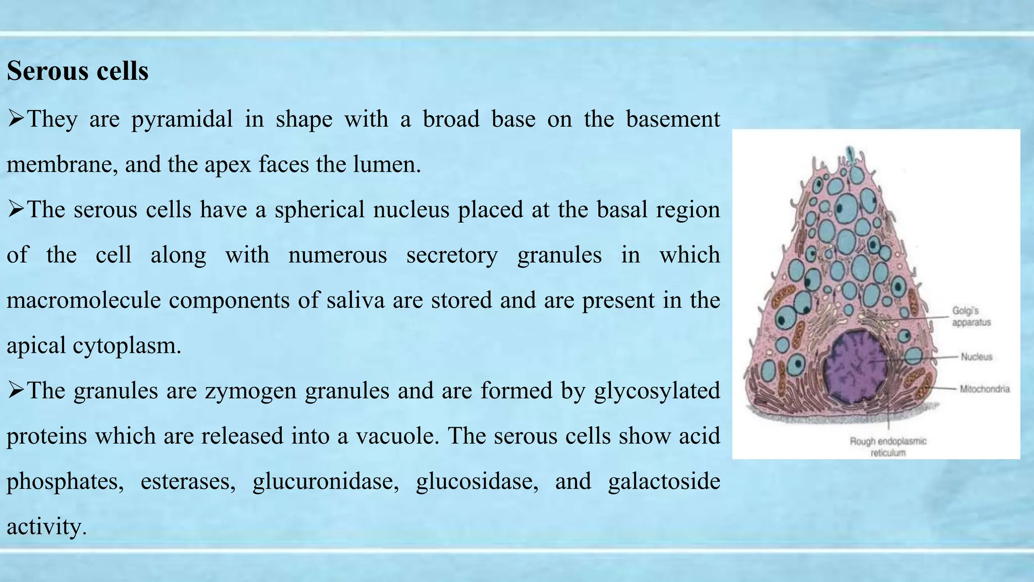 PART 2- SALIVARY GLANDS second psrt.pptx