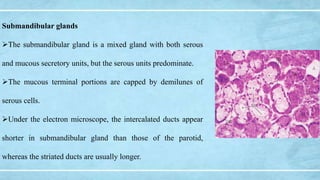 PART 2- SALIVARY GLANDS second psrt.pptx