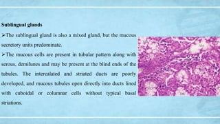 PART 2- SALIVARY GLANDS second psrt.pptx