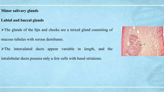 PART 2- SALIVARY GLANDS second psrt.pptx