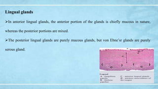 PART 2- SALIVARY GLANDS second psrt.pptx
