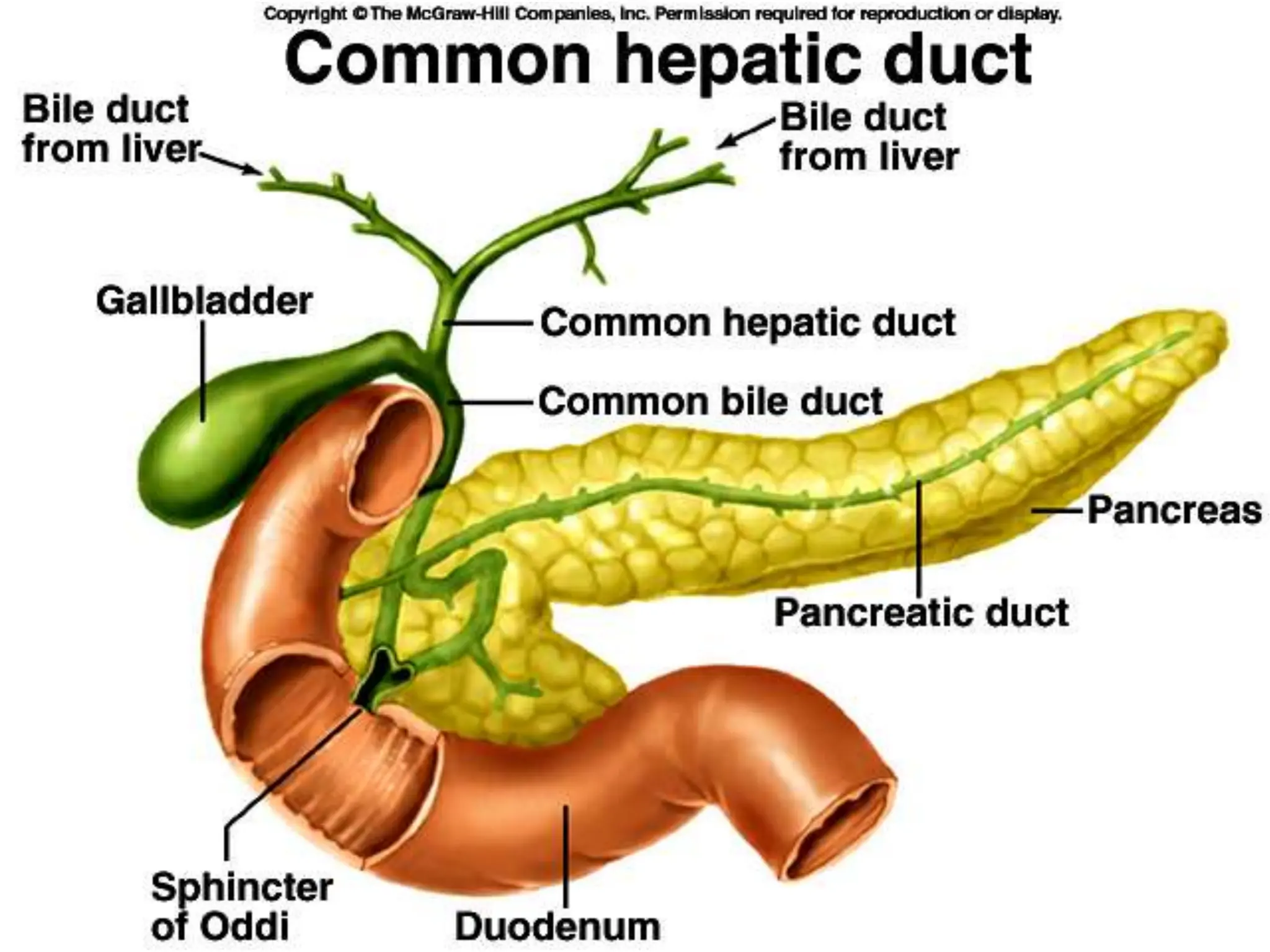 8. LIVER & G.Bladder55 (1).pptxrgtrtteyr | PPTX
