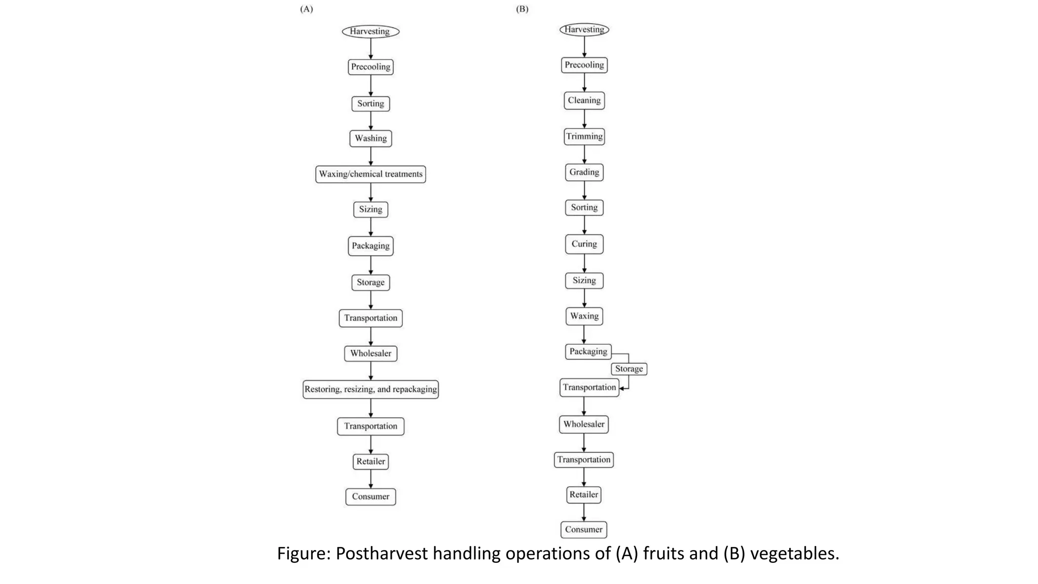 8. Packaging and packing house operations.pptx