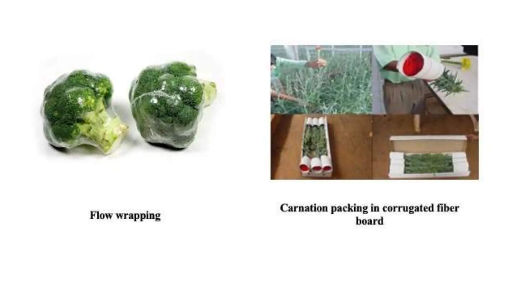 8. Packaging and packing house operations.pptx