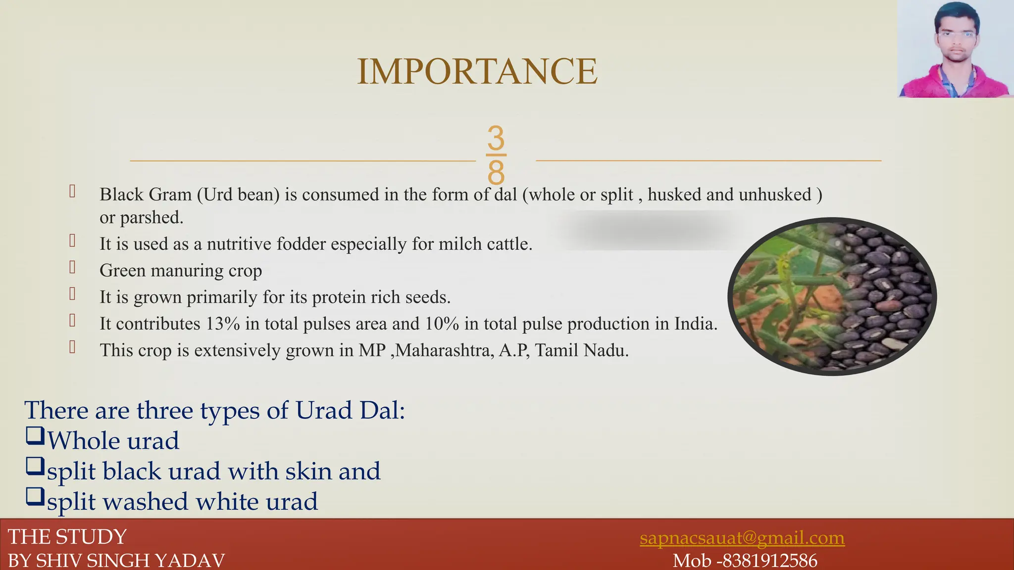 Black gram.ppt Black gram, also known as urad or urd bean, is an ...