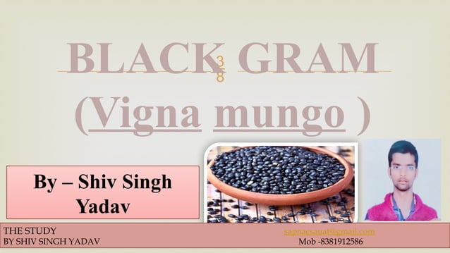 Black gram.ppt Black gram, also known as urad or urd bean, is an ...