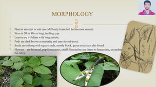 Black gram.ppt Black gram, also known as urad or urd bean, is an ...