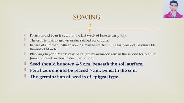 Black gram.ppt Black gram, also known as urad or urd bean, is an ...