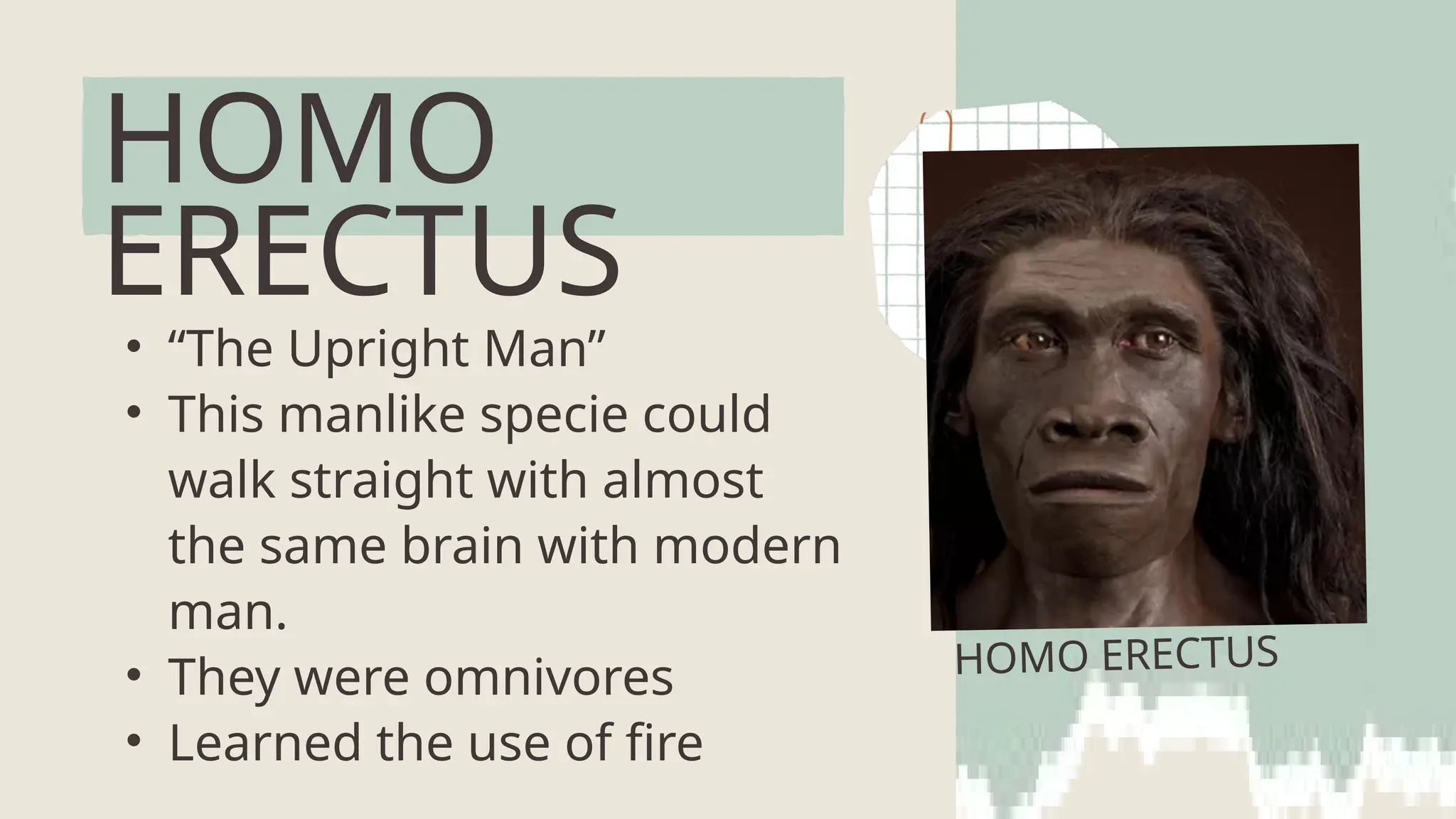 8. The Human Biological Evolution.pptx ( for educational purposes ) | PPTX