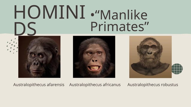 8. The Human Biological Evolution.pptx ( for educational purposes ) | PPTX