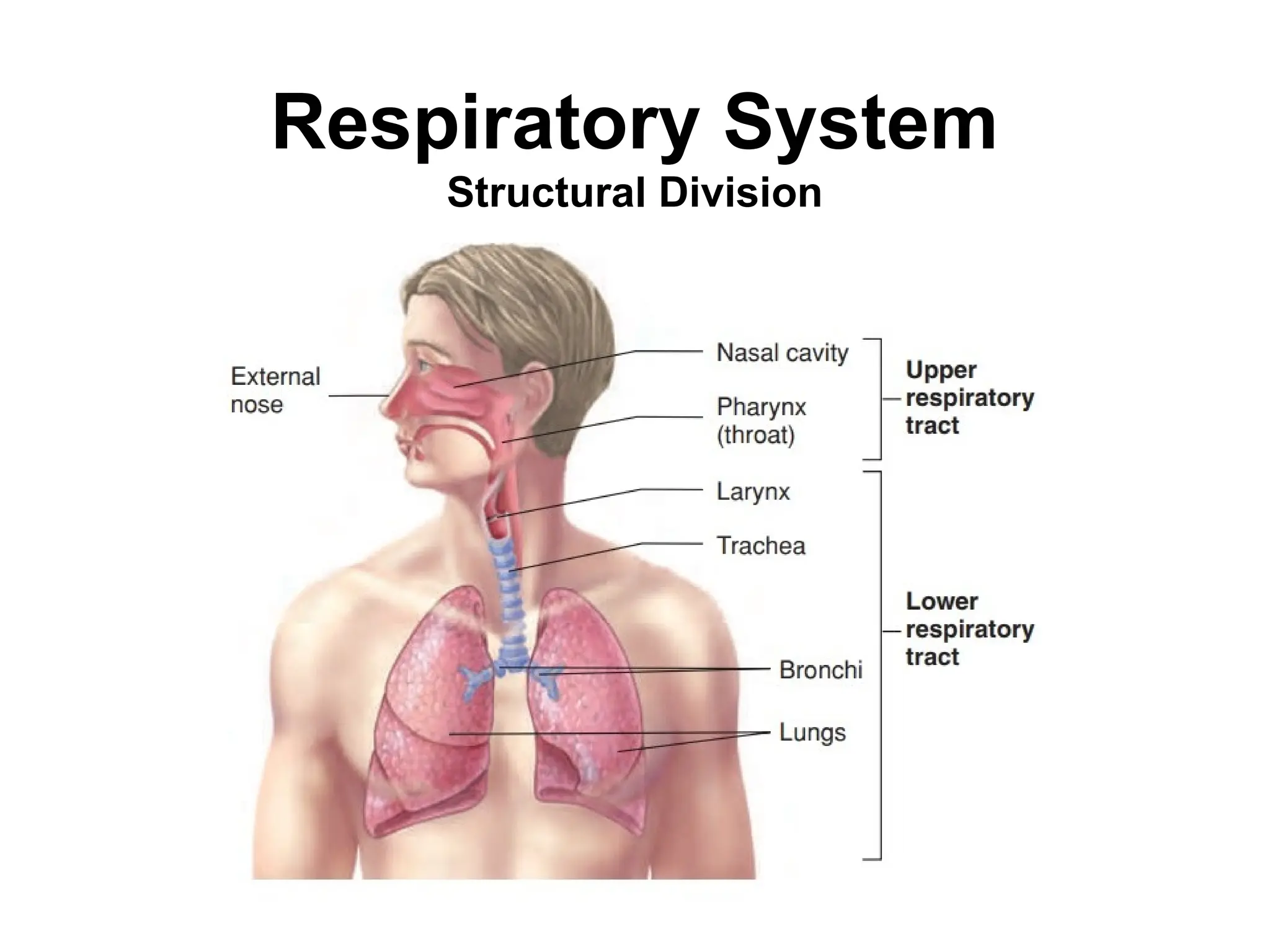 8. Respiratory System anatomy and physiology.pptx