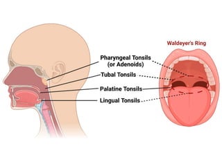 8. Respiratory System anatomy and physiology.pptx