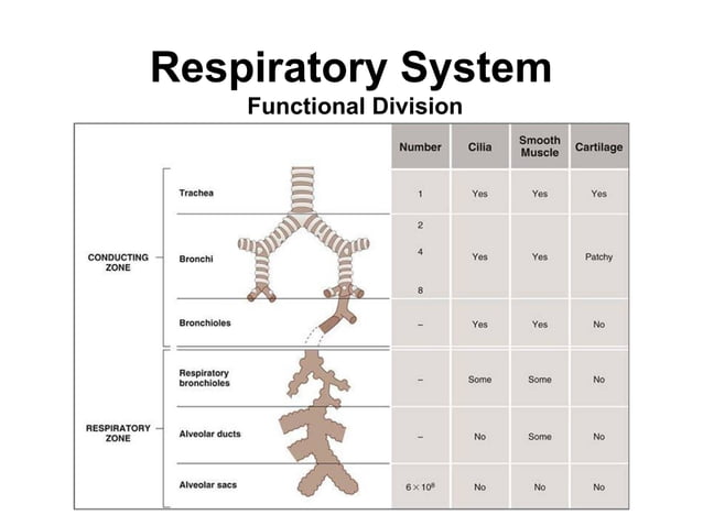 8. Respiratory System anatomy and physiology.pptx