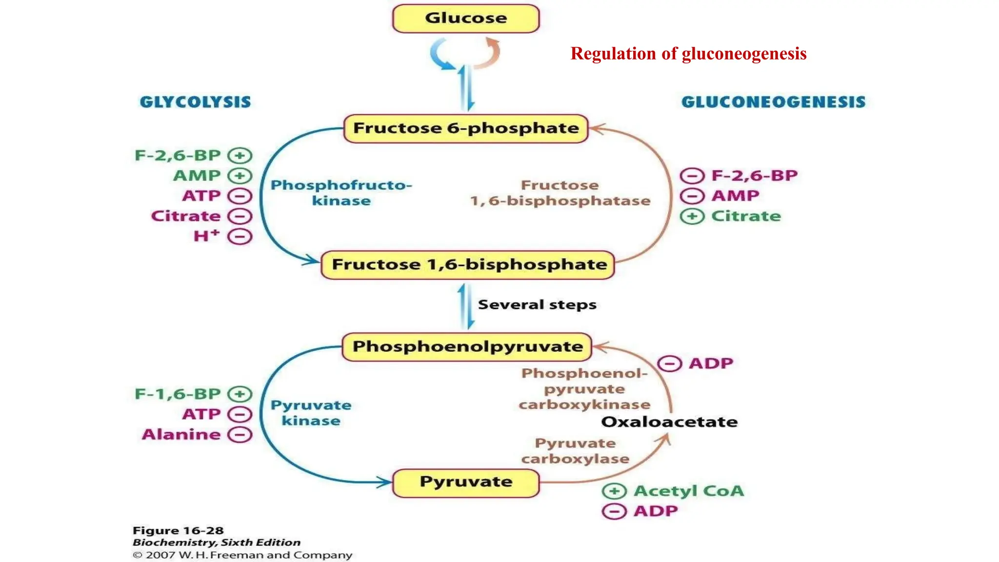 DPT - Biochemistry & Genetics - II (Metabolism of Carbohydrates ...