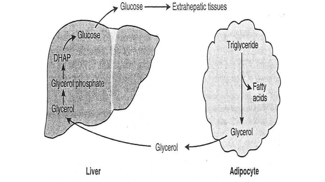 DPT - Biochemistry & Genetics - II (Metabolism of Carbohydrates ...