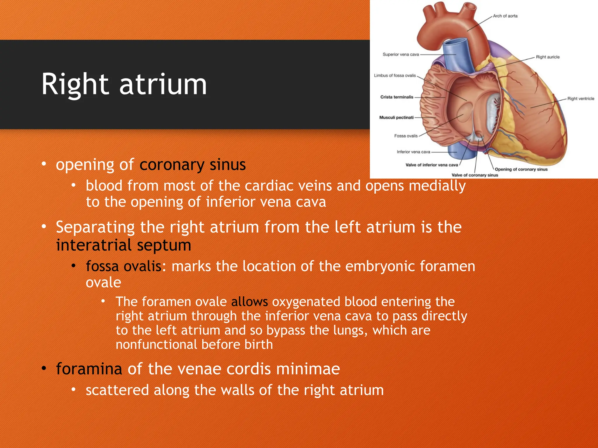 The heart ,pericardium, and coronary vessels.ppsx