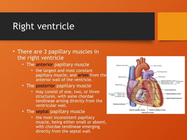 The heart ,pericardium, and coronary vessels.ppsx