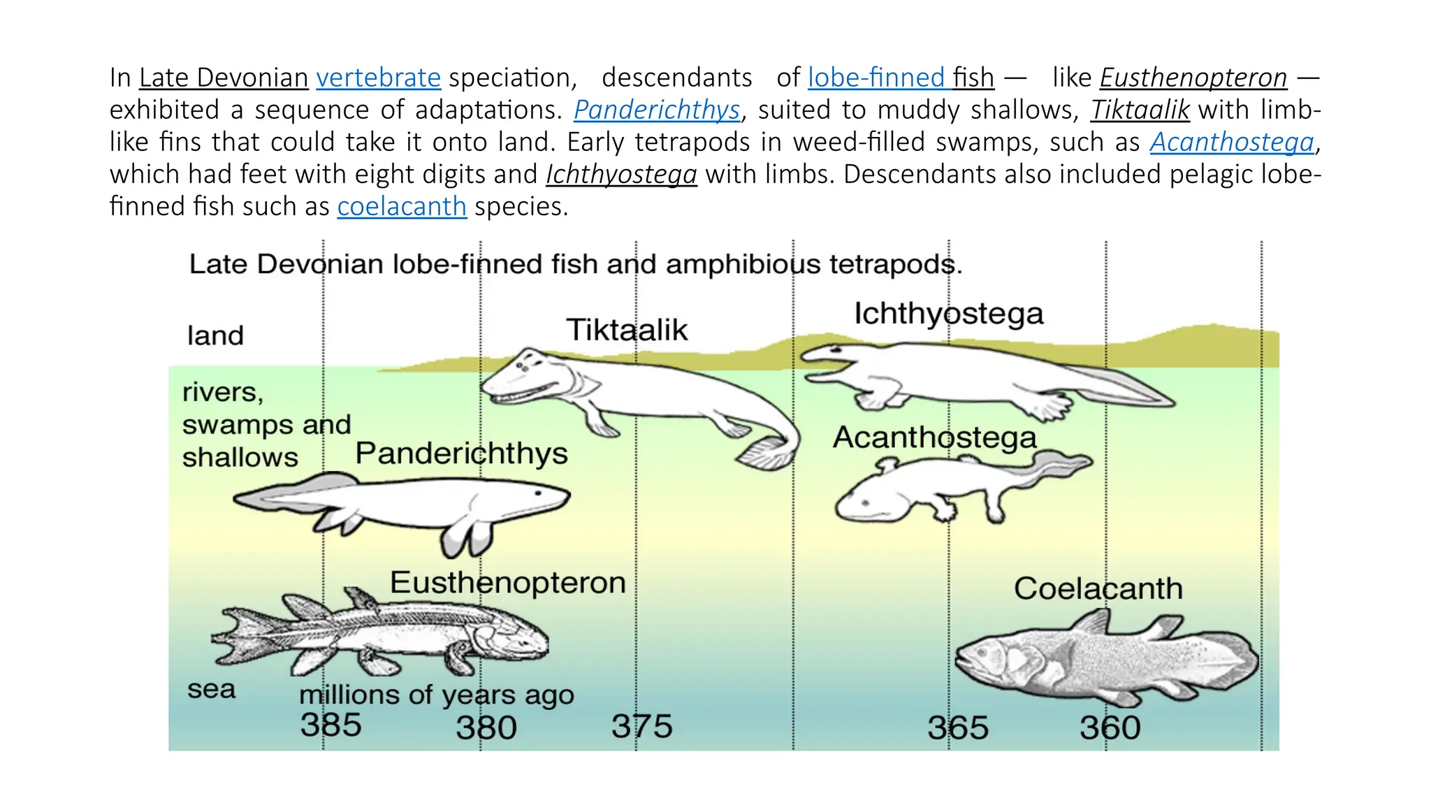 8. Origin and characteristics of tetrapods.pptx