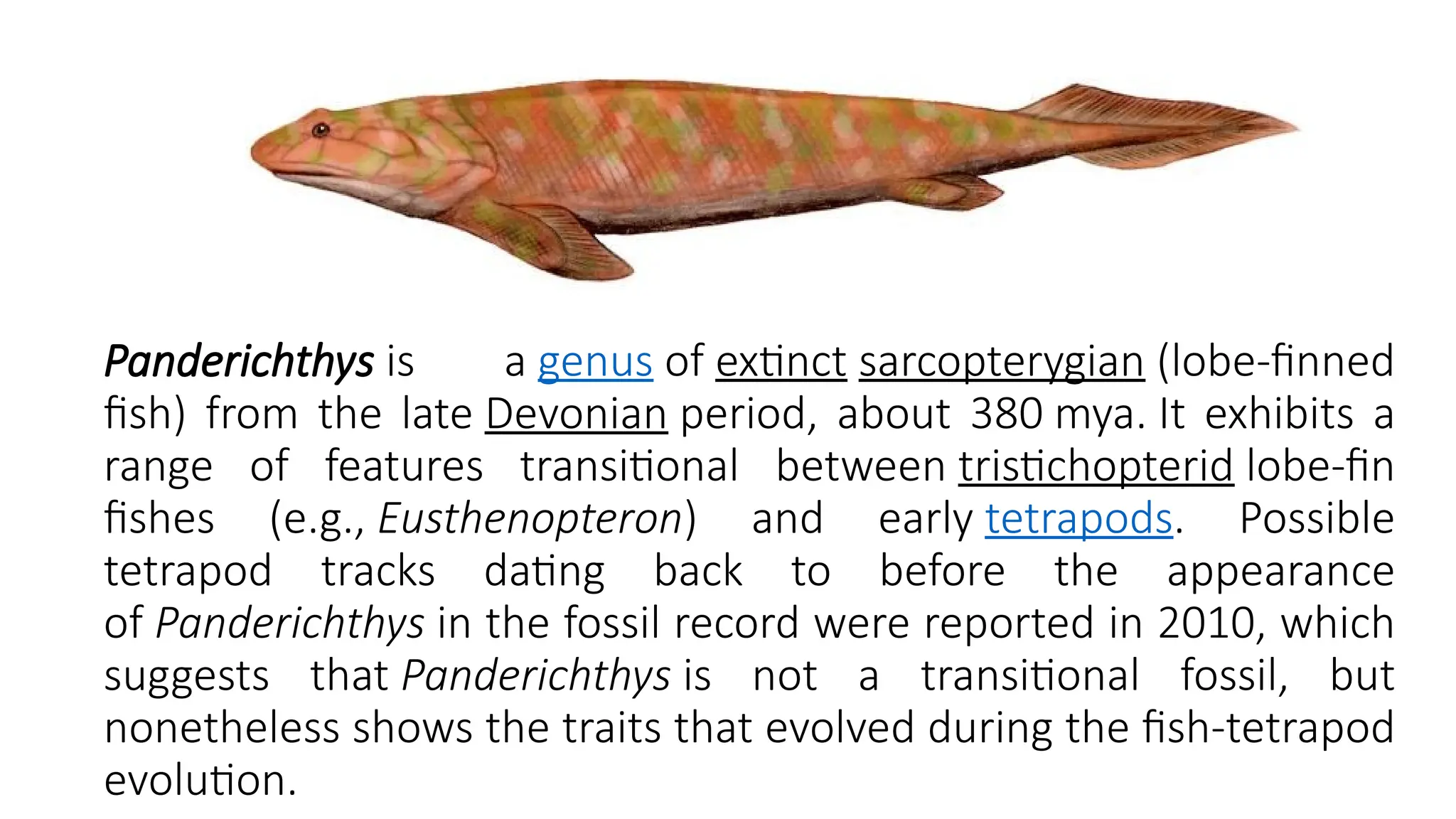 8. Origin and characteristics of tetrapods.pptx